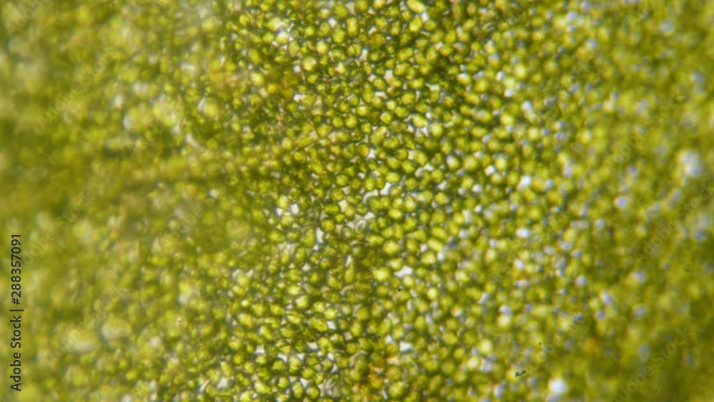 Chloroplast under a microscope. Chloroplasts in plant cells. Cell ...