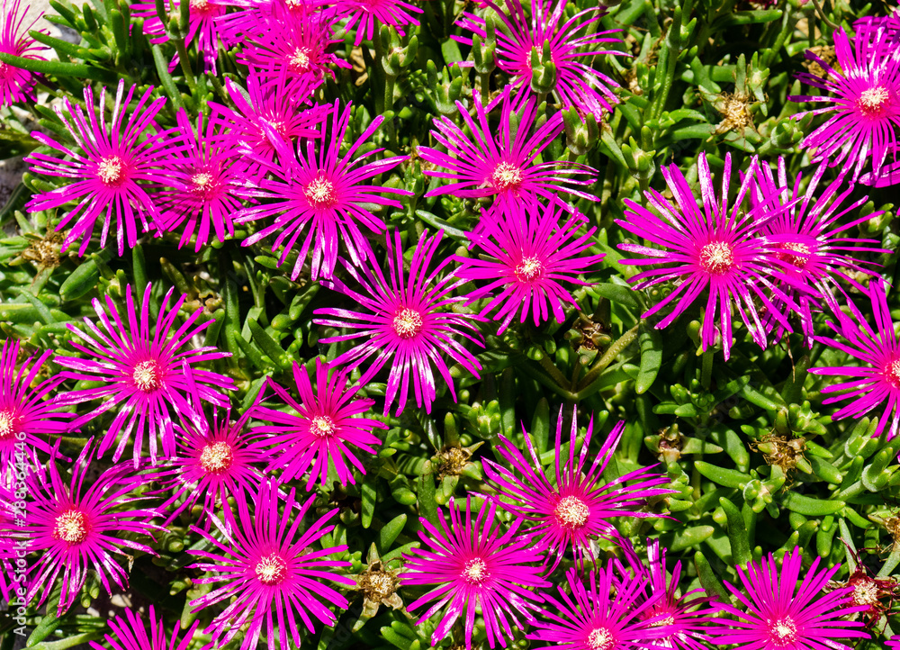 Beautiful group of flowers Delosperma cooperi Ice Plant foto de Stock ...