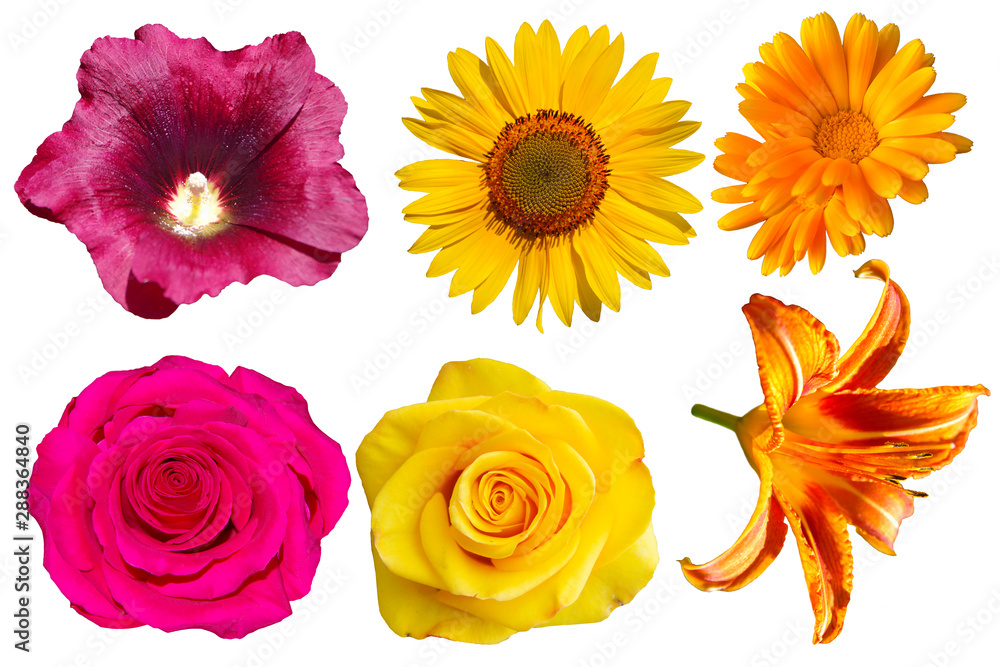 Collection of different flowers on a transparent background. Roses ...