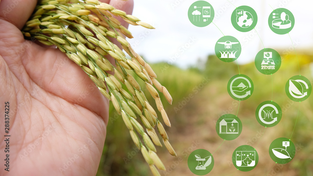 Smart farming,industrial agriculture concept with artificial ...