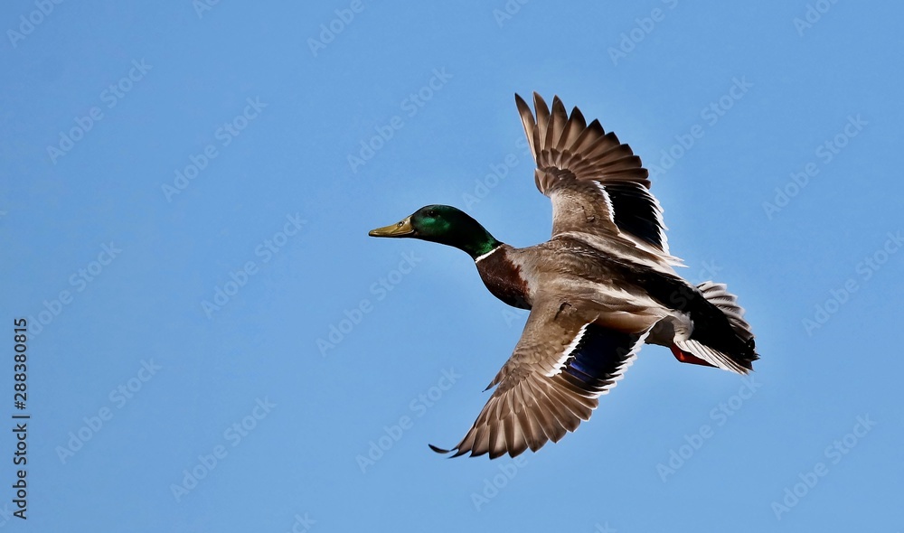 Malard - The most abundant and widespread of all waterfowl, the mallard ...