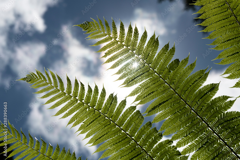 Dicksonia antarctica (soft tree fern, man fern) is a species of ...