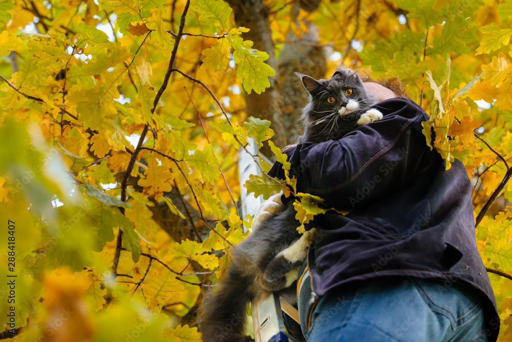 Rescue cat from tree with the help of a ladder. Man removes cat from ...