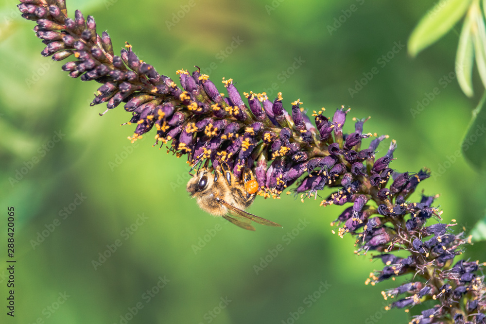Foto de Close-up photo of bee collecting nectar on the indigobush ...
