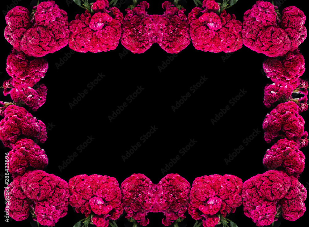 Flor de Terciopelo o Celosia Flower frame, Mexican Flowers for ...