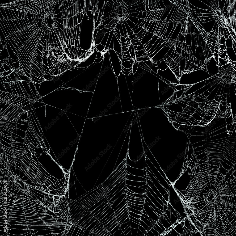 Real spooky spider webs hanging together to make a frame. Halloween ...