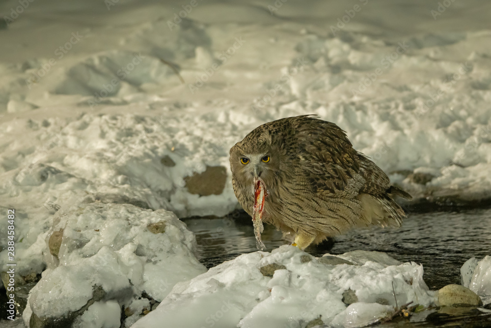 Blakiston's fish owl with fish at Rausu Japan. Blakiston's fish owl ...