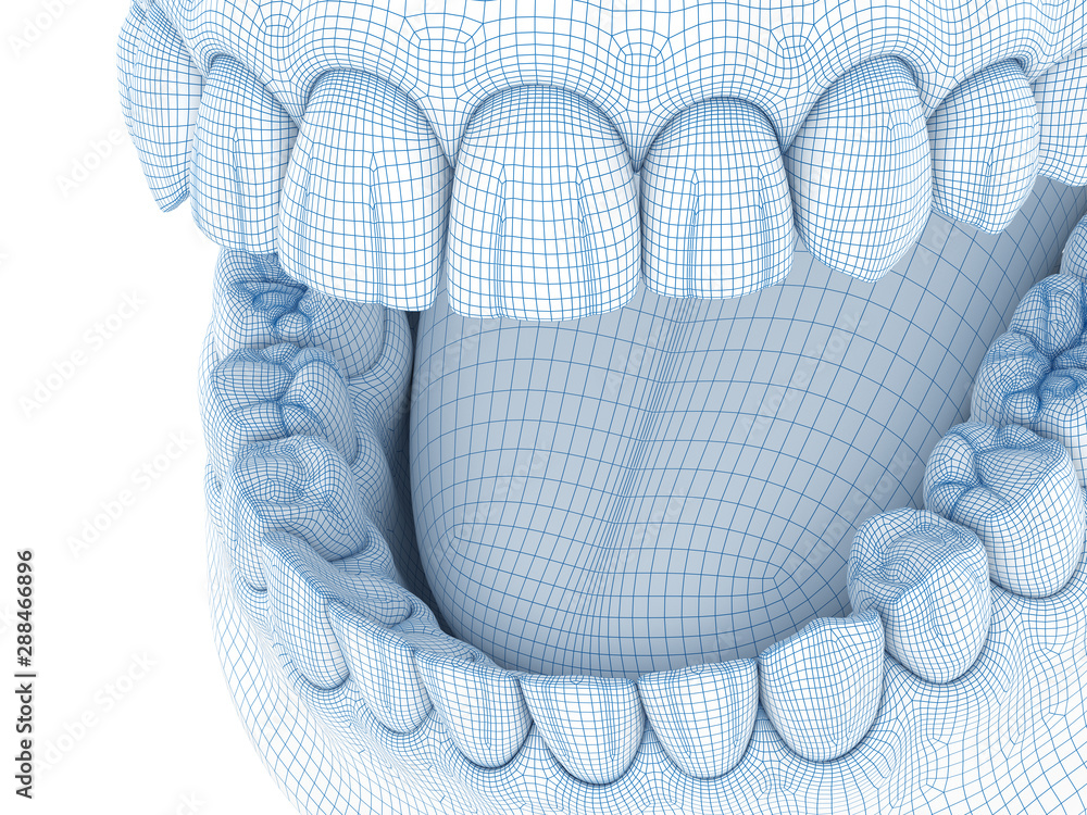Morphology of mandibular human gum and teeth. Wire 3d model ...