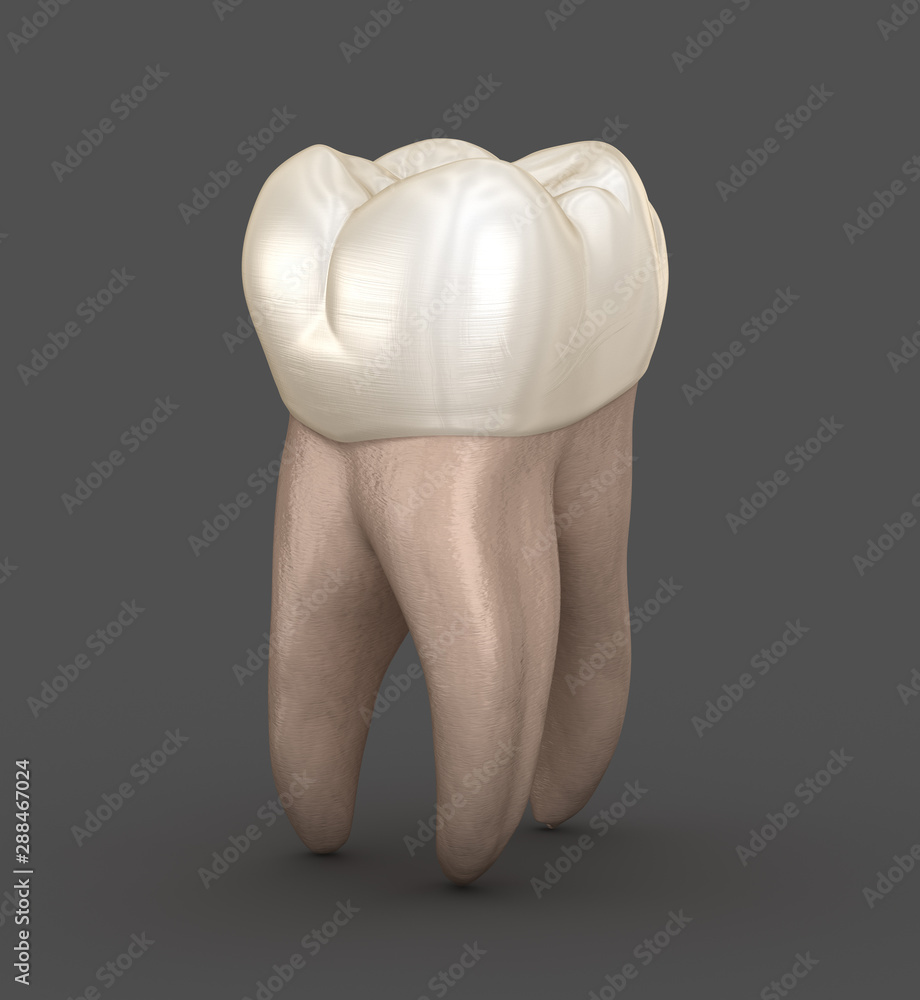 Dental anatomy - First maxillary molar tooth. Medically accurate dental ...