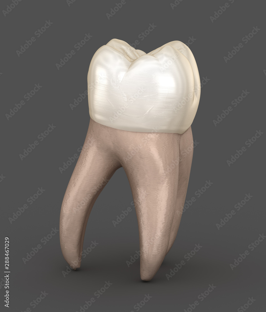 Dental anatomy - First maxillary molar tooth. Medically accurate dental ...