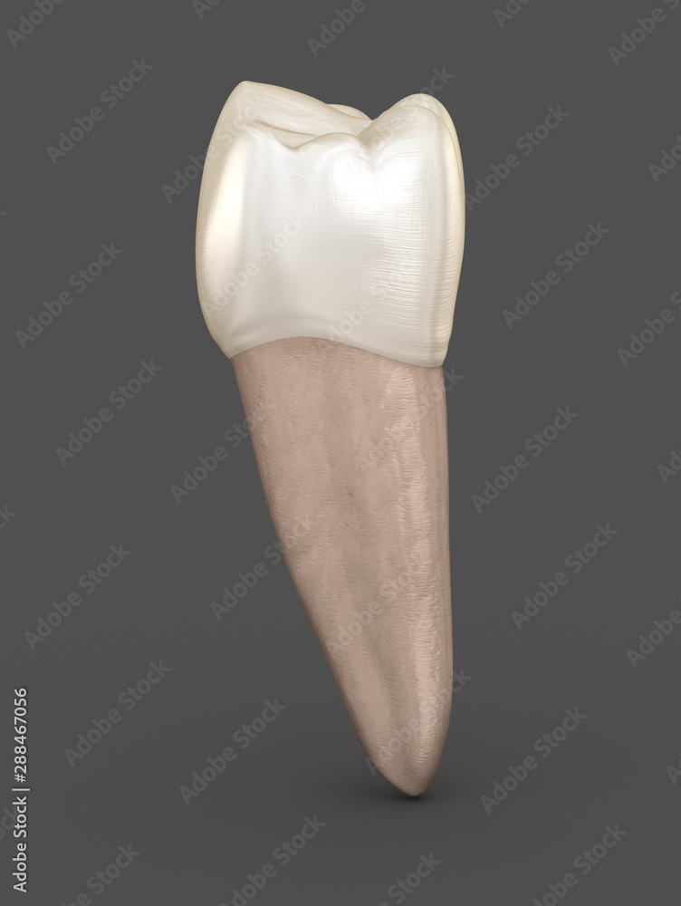 Dental anatomy - Mandibular Second premolar tooth. Medically accurate ...