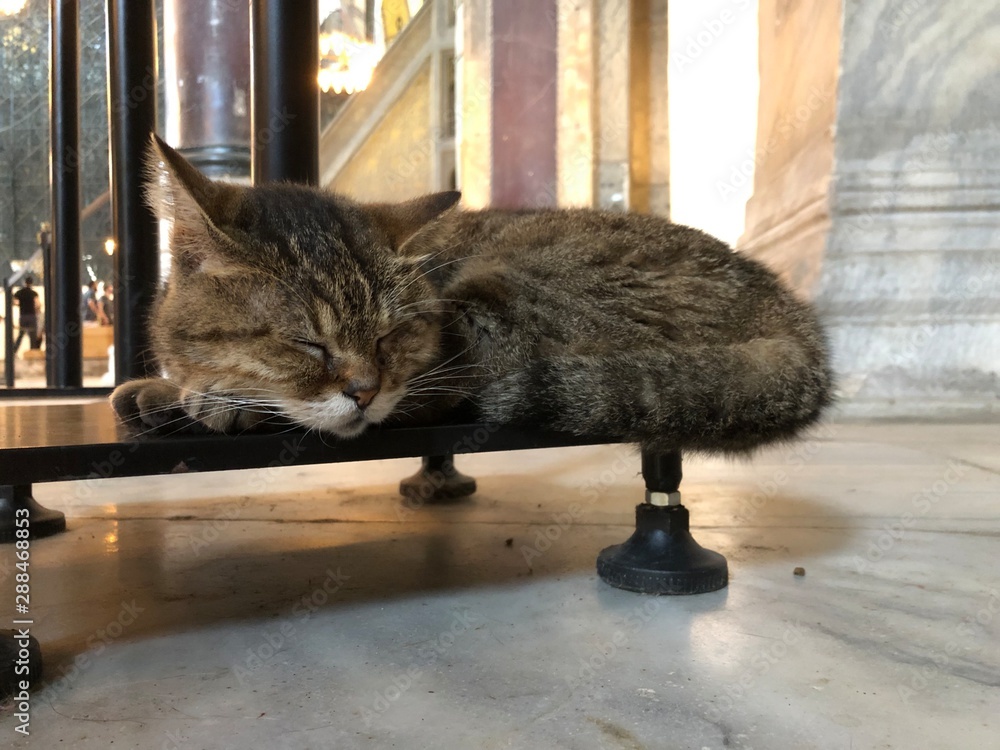 Brown Tabby Cat Who Lives Inside the Aya Sofia (Hagia Sophia), Istanbul ...
