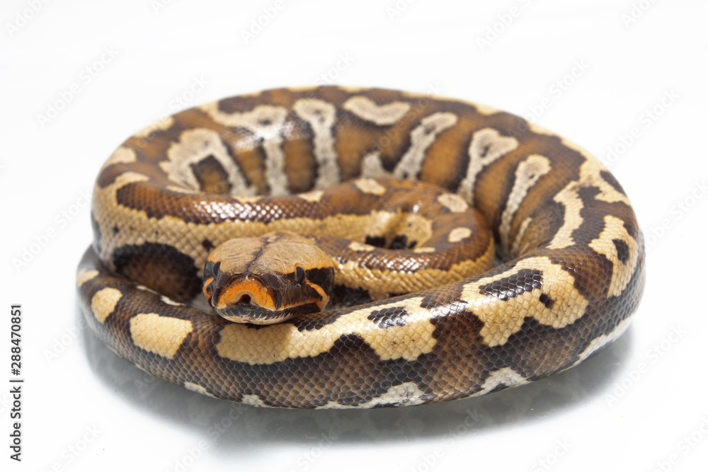 Sumatran Red Blood Python (Python curtis curtis) isolated on white ...