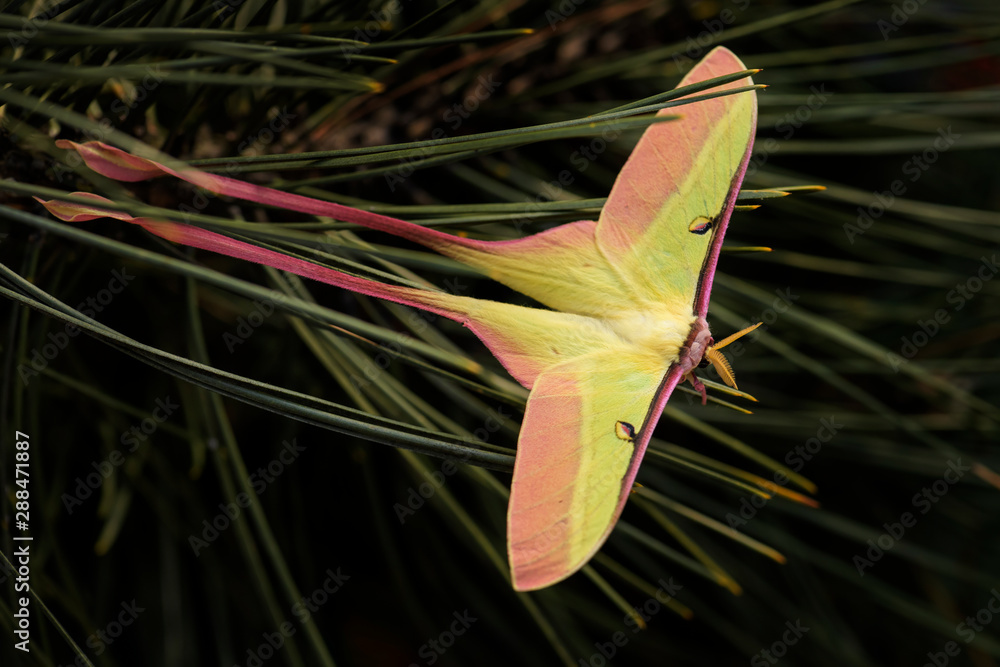 Chinese moon moth - Actias dubernardi, beautiful iconic moth from ...
