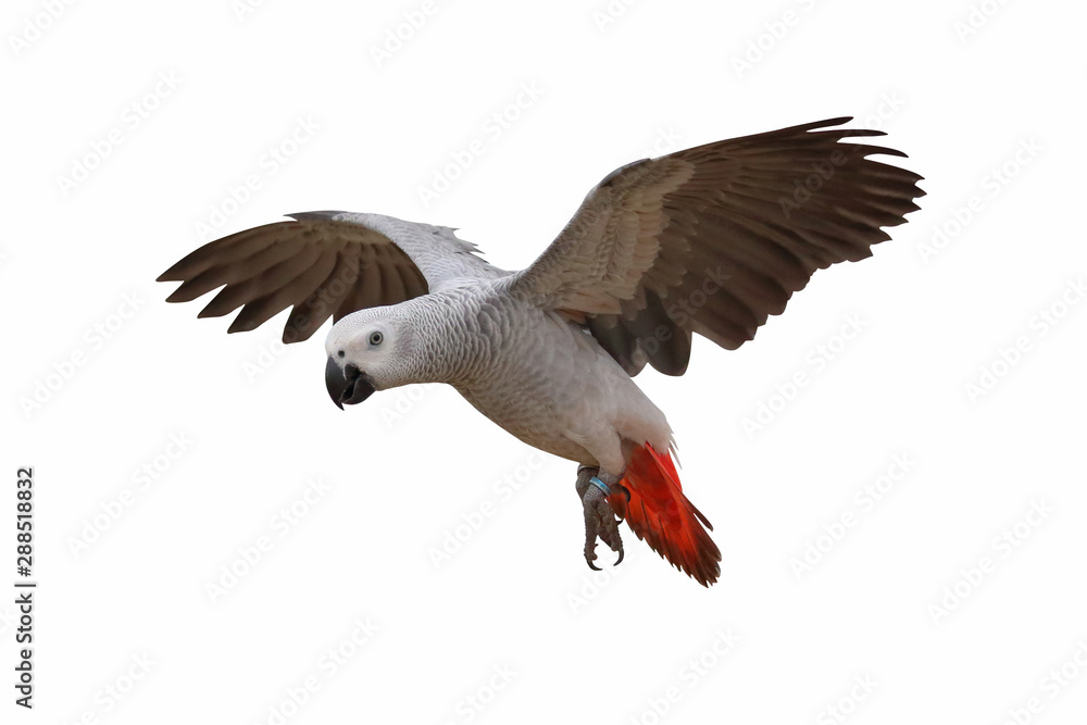 African grey parrot isolated on white background. Stock Photo | Adobe Stock