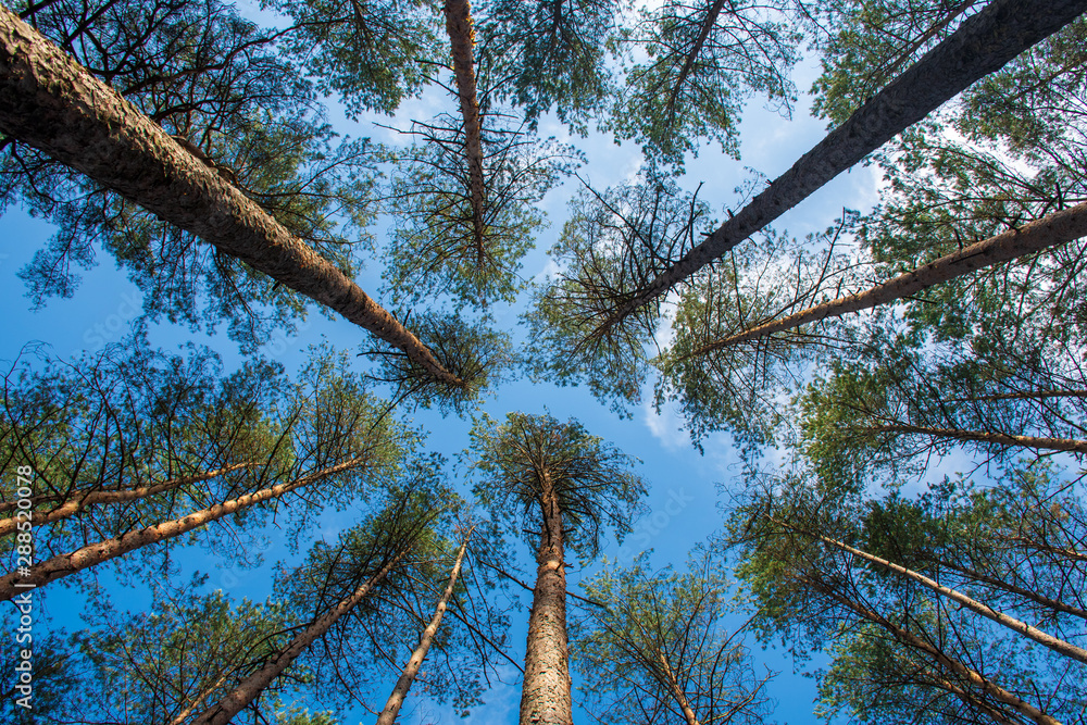 Beautiful bottom view of tall pine trees in evergreen forest with blue ...