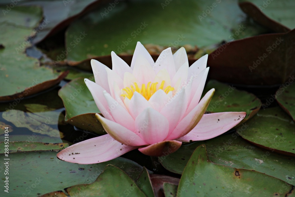 Nymphaea and floating leaves on the smooth surface of a small lake ...