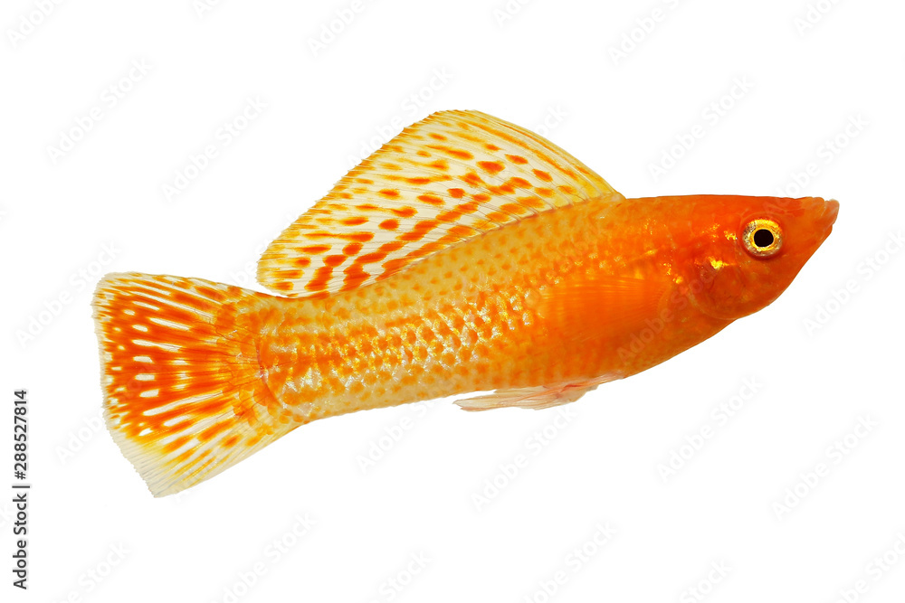 Photo & Art Print Sailfin molly Aquarium Fish Poecilia latipinna, Mirko ...