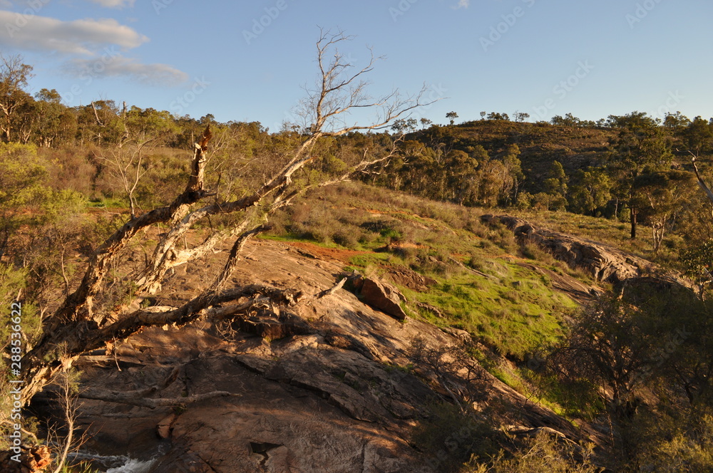 Typical Australian bush landscape, Whistlepipe Gully Walk, Mundy ...