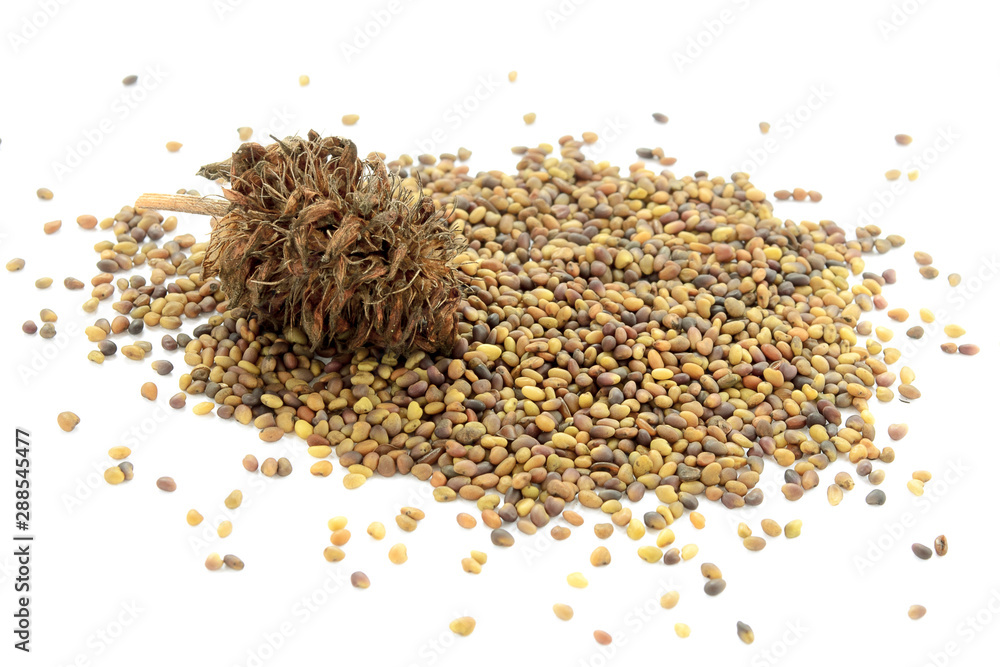Clover plant with dry flower and seeds. Legume plant with seeds. Clover ...