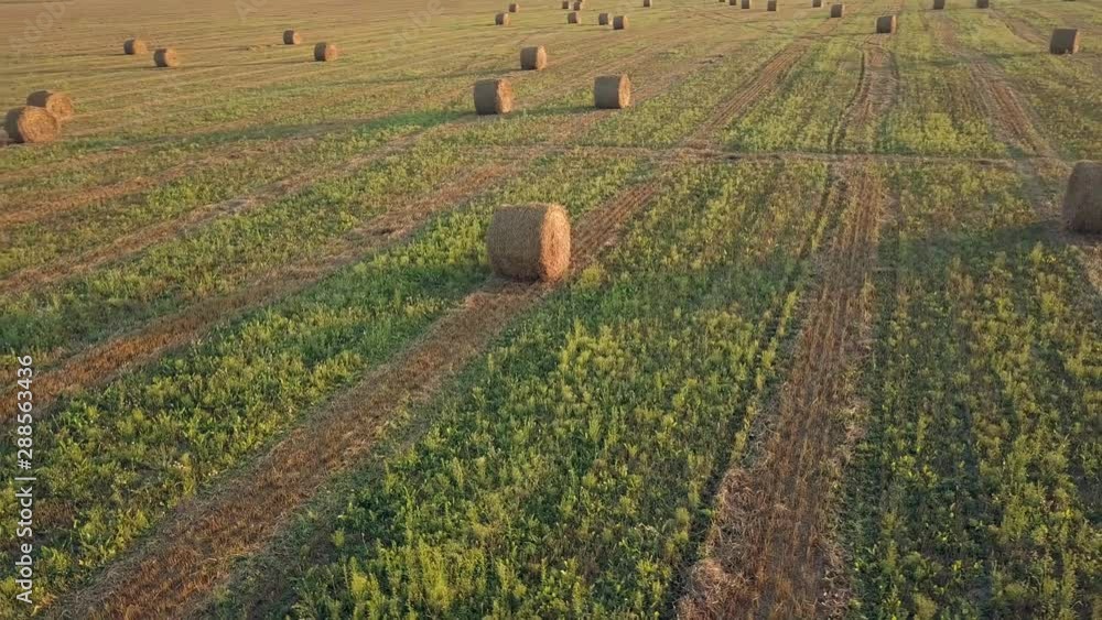 Harvesting, Flying Over The Cleared Field. Aerial shot, Combine ...