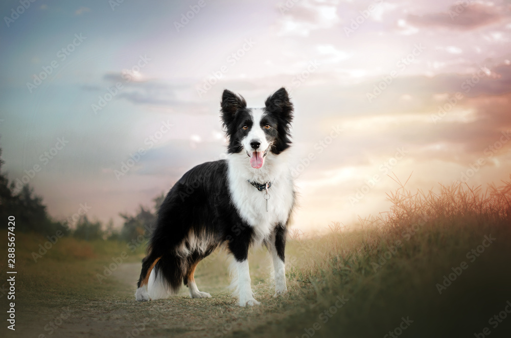border collie dog beautiful portrait in full growth magic light ...