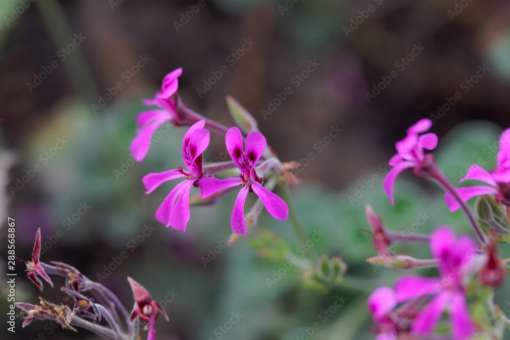 Flower of an African Geranium ,Pelargonium sidoides Stock Photo | Adobe ...