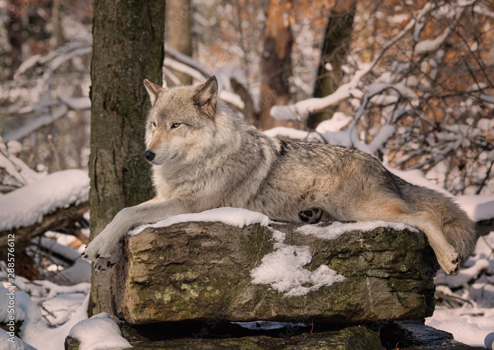 Wolf Lying Down In Snow