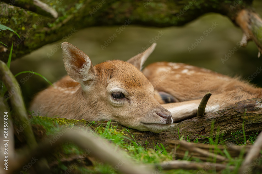 Fallow Deer Fawn