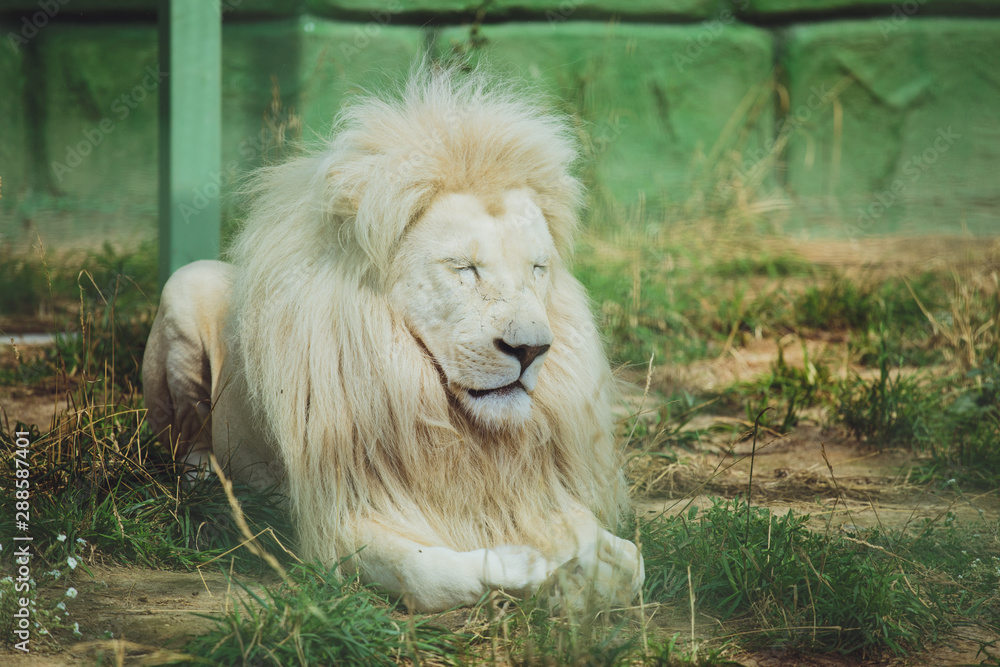 Beautiful White Lion
