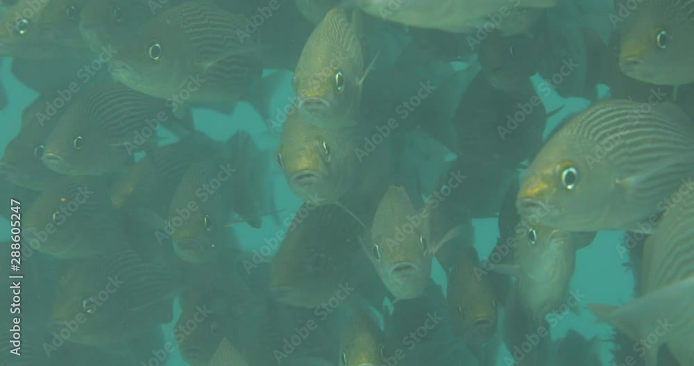 Spottail Grunt (Haemulon maculicauda), forming a school in the reefs of ...