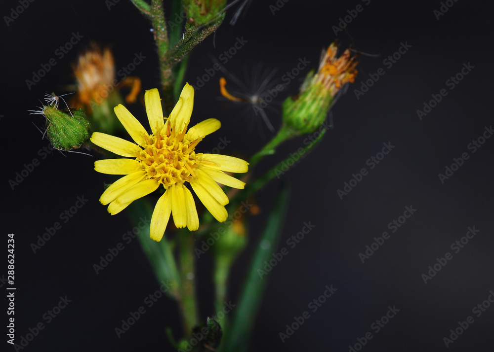 Dittrichia viscosa, also known as false yellowhead, woody fleabane ...
