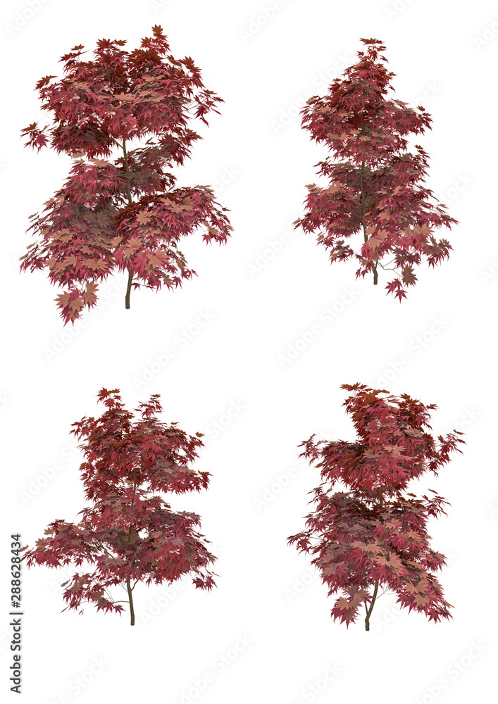 Japanese maple tree fall season on a white background with clipping ...