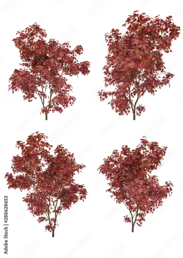 Japanese maple tree fall season on a white background with clipping ...