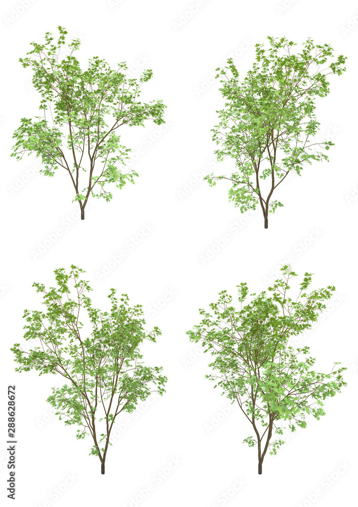 Japanese maple tree spring season on a white background with clipping ...