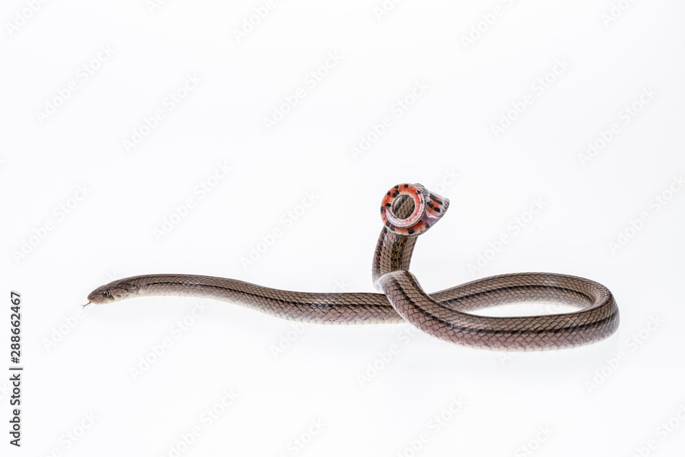 Striped kukri Snake on white background, Scientific name:Oligodon ...