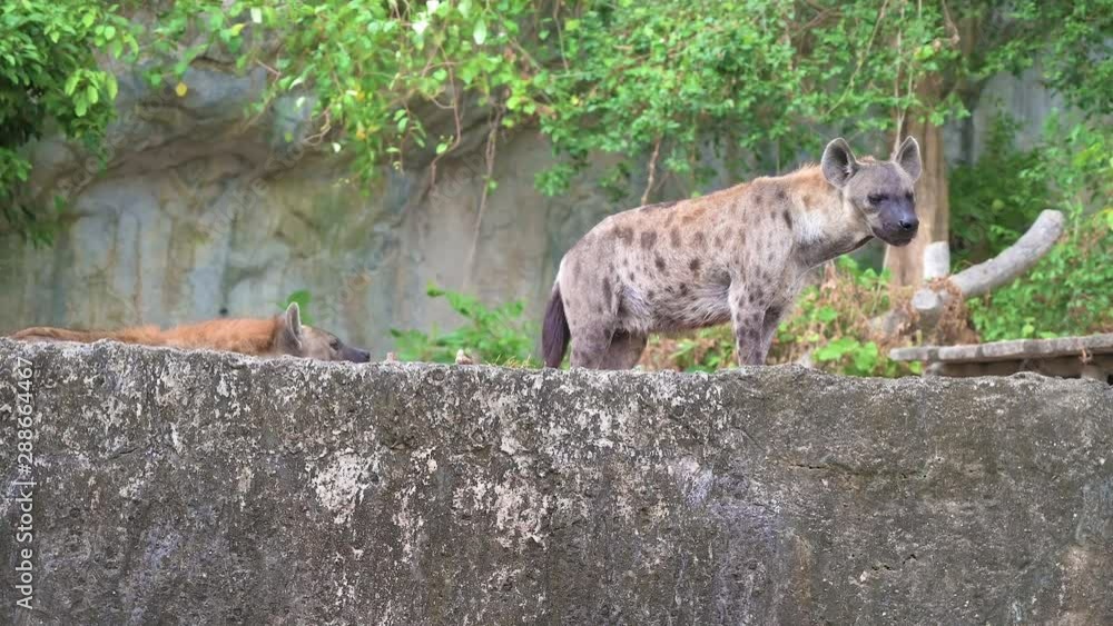 Close up Hyenas at the zoo with 4K resolution. Zoo animal concept Stock ...