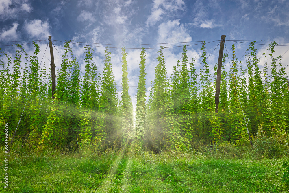 Organic hops plantation ready to harvest. Traditional eco beer brewery ...