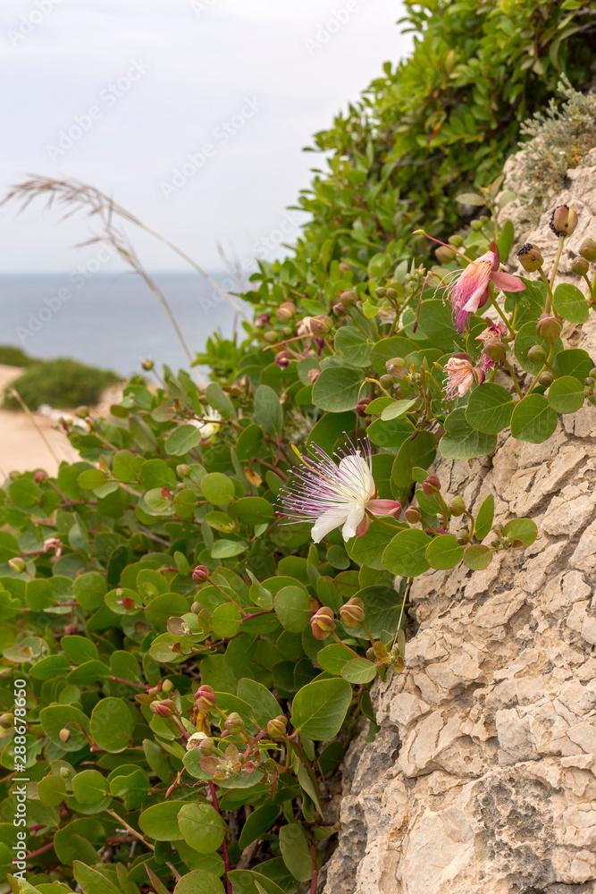 Capparis Spinosa
