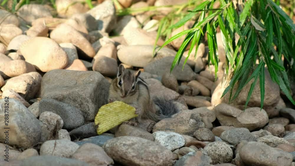 Fluffy chipmunk eats seeds and chips outdoors close-up. Chipmunk ...