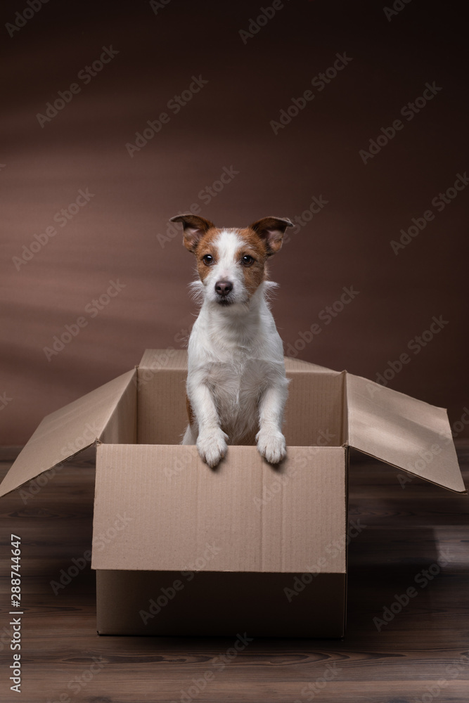 Funny Moving Dog Pictures