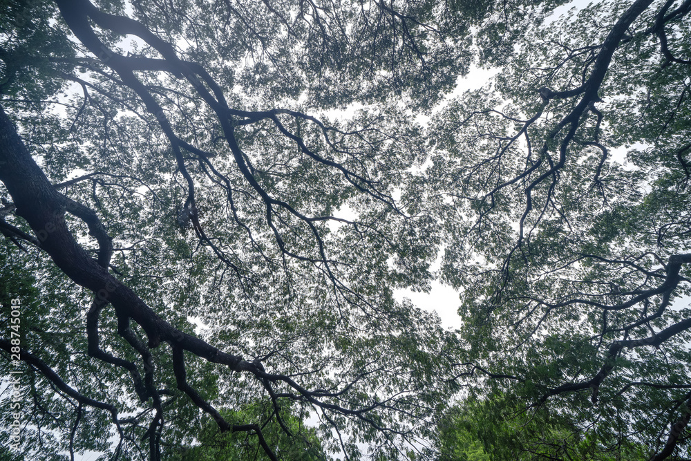 Giant green Samanea saman tree with branch in national park garden ...