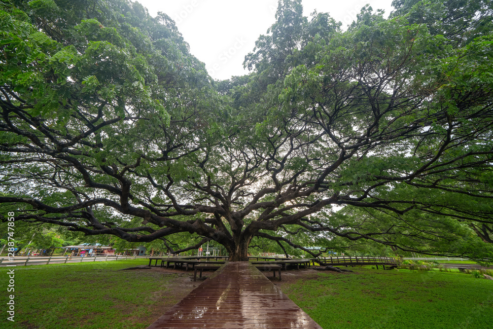 Giant green Samanea saman tree with branch in national park garden ...