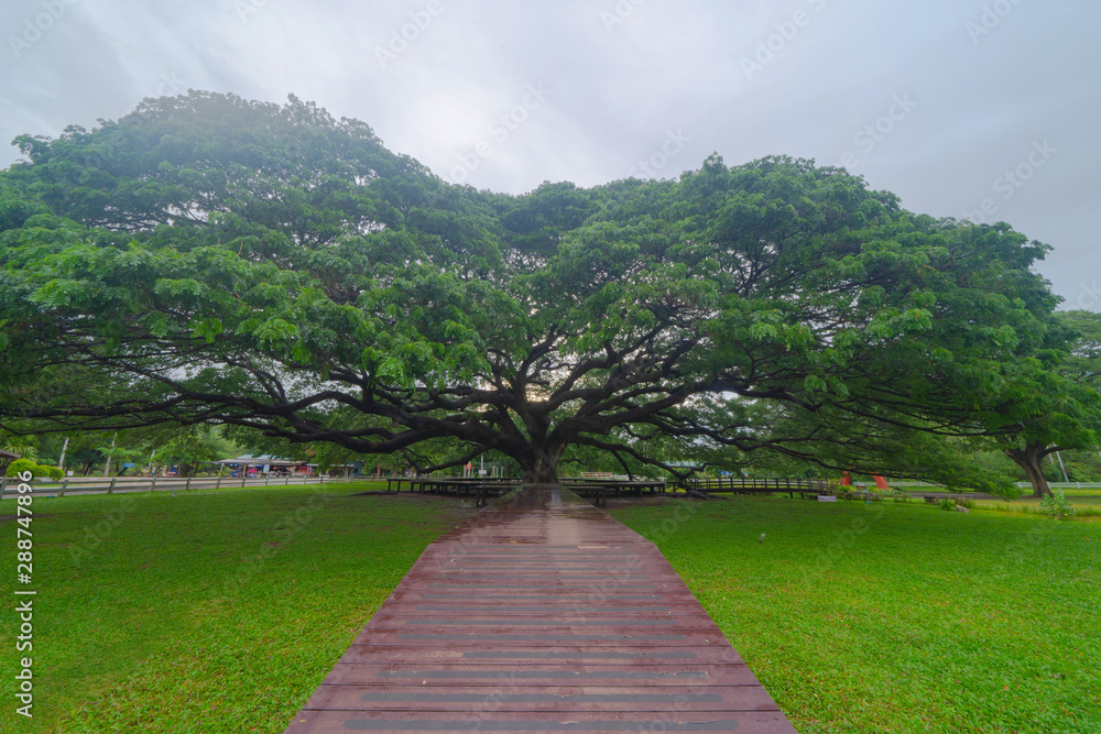 Giant green Samanea saman tree with branch in national park garden ...