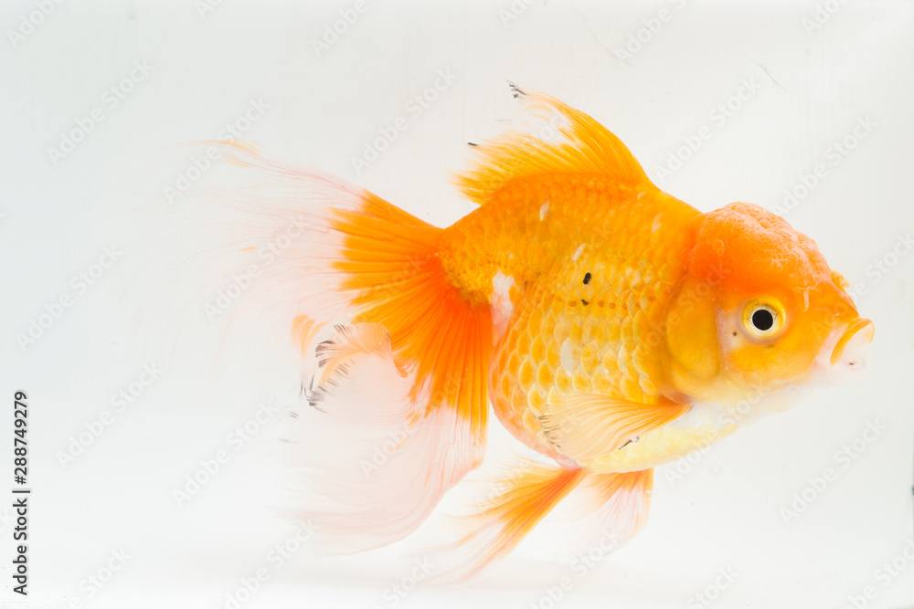 Beautiful Orange Oranda Goldfish (Carassius auratus) diving in fresh ...