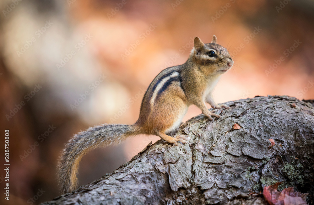 Chipmunk Stock Photo | Adobe Stock
