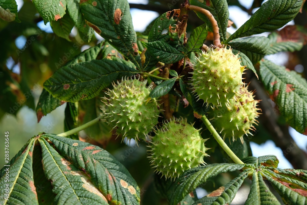 Aesculus Hippocastanum Fruit