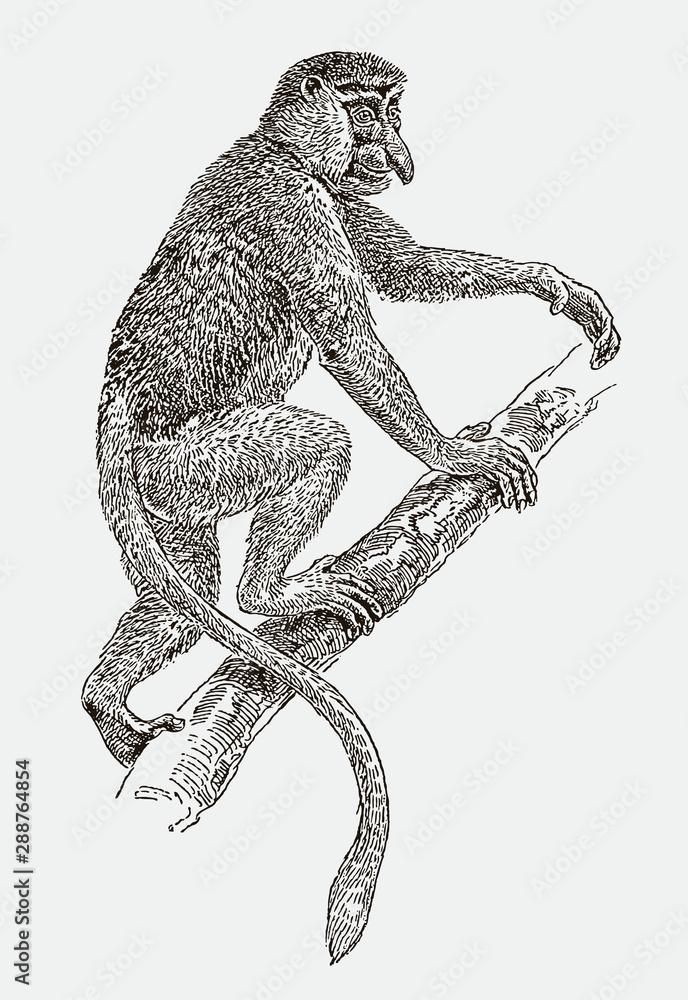 Endangered male proboscis or long-nosed monkey nasalis larvatus ...