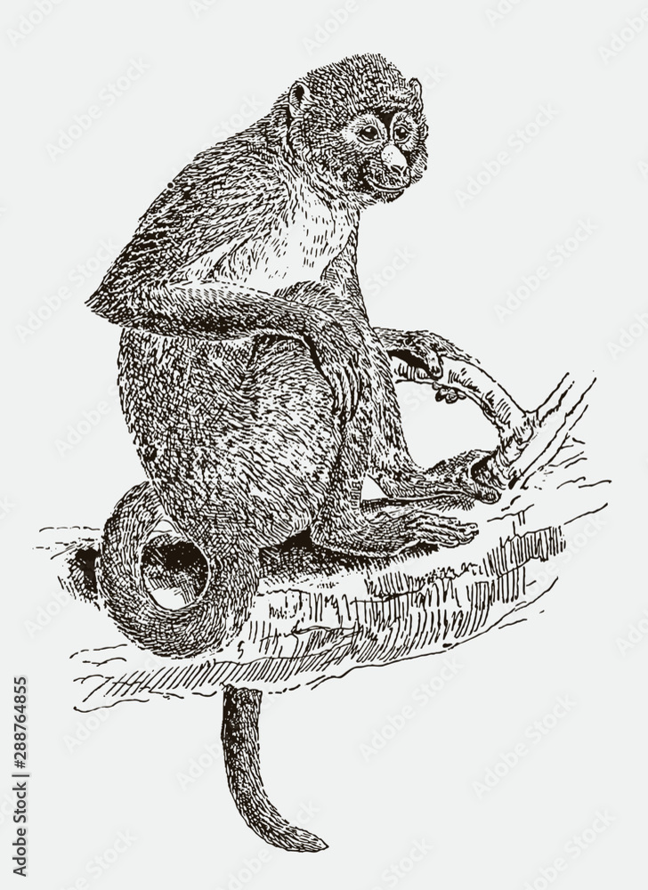 Greater spot-nosed or putty-nosed monkey cercopithecus nictitans ...