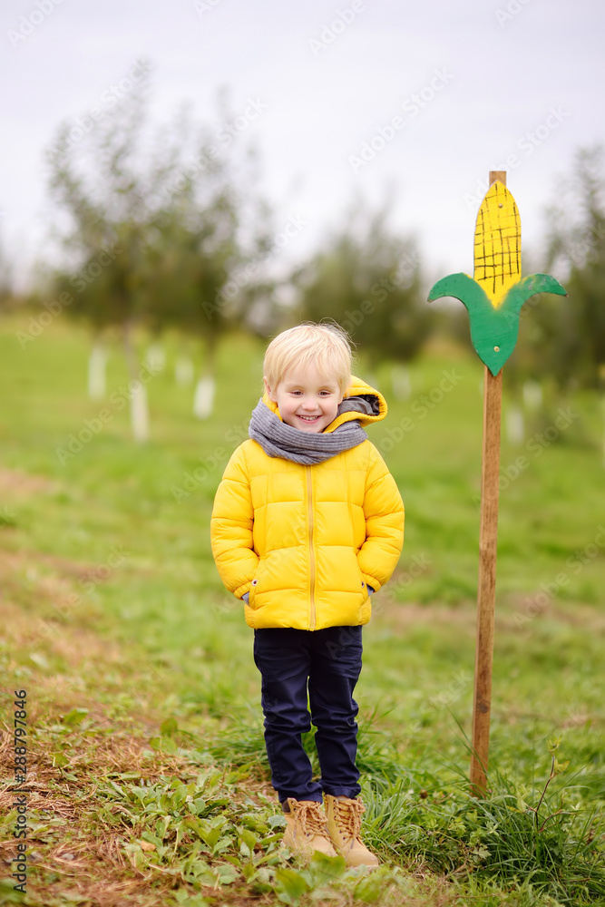 Little boy having fun on a tour of a pumpkin and corn farm. Kid ...